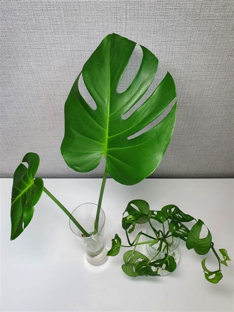 몬스테라 아단소니 키우기 쉬운 식물 물주기 햇빛 수경재배물꽂이 분갈이 네이버 블로그