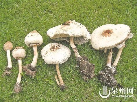 泉州已出现切记不采不买不吃 食用 大青 症状
