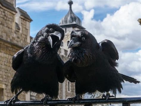 I Corvi Della Torre Di Londra E Il Loro Legame Con La Corona
