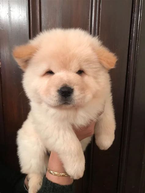 Beautiful Chow Chow Girl Pup In Paisley Renfrewshire Gumtree