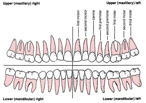 Tooth Avulsion • Litfl • Trauma Library