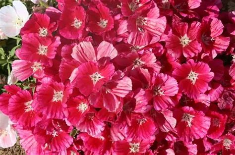 How To Grow Godetia From Seed 10 Easy Steps 2024