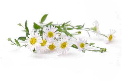 German Chamomile Vs Roman Chamomile What Are The Differences A Z