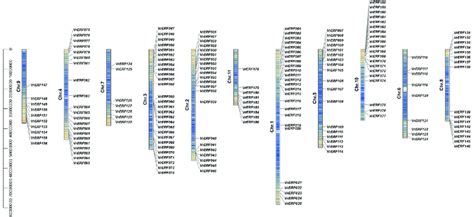 Chromosomal Location Of The Vrerf Genes In Mung Bean The Chromosome Download Scientific