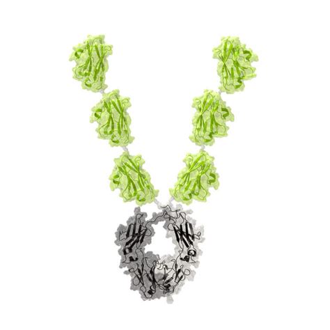 Pipeline Inhibrx Our Targeted Immunotherapy Candidates