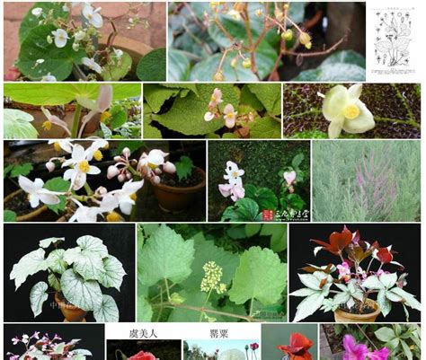刚毛秋海棠begonia Setifolia拉丁名学名属名科名植物生活型图片