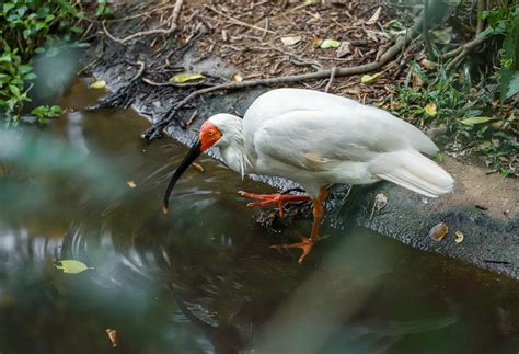 Crested Ibis Zoochat