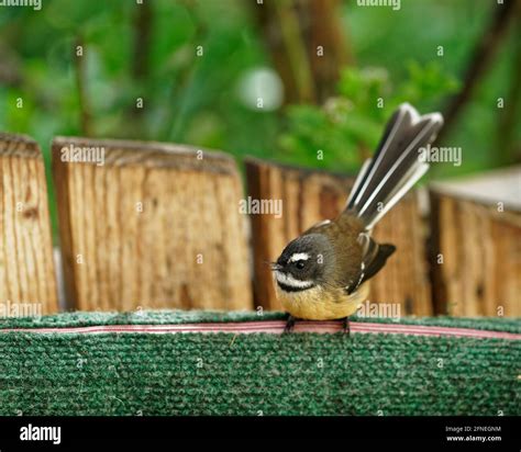 The New Zealand Fantail Māori Names Pīwakawaka Tīwakawaka Or