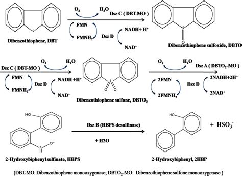 4S Metabolic Pathway Of Biodesulfurization Of Dibenzothiophene