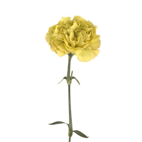 Carnation Gold 25 Stems Metro Flower Market