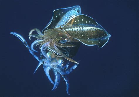Squid Mating Dance Photograph By Scott Frier Fine Art America