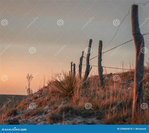 Yucca Plants Growing By A Barbed Wire Fence Against A Cloudy Sky During