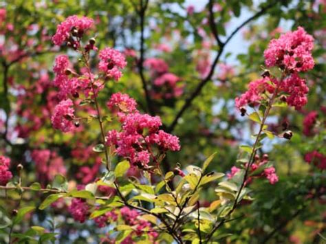 Grow Japanese Maples From Seed A Step By Step Guide To Propagation