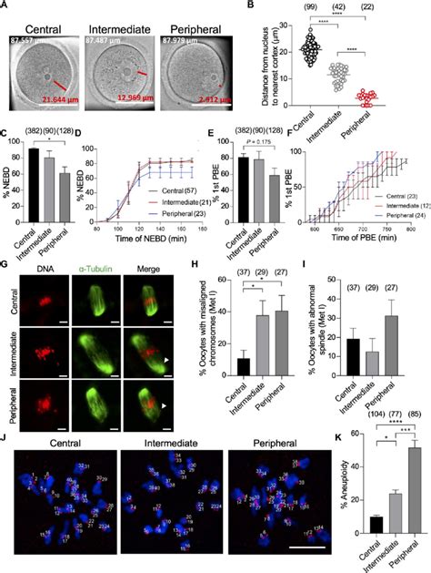 Oocytes With A Peripherally Located Nucleus Have Higher Rates Of