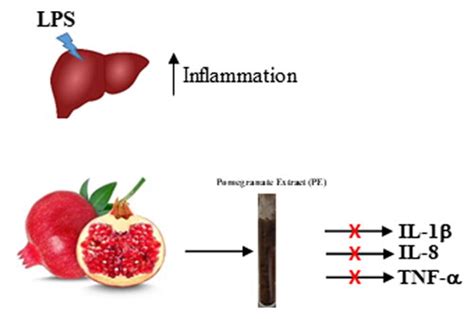 Anti Inflammatory Effect Of A Pomegranate Extract On LPS Stimulated HepG Cells Natural Product