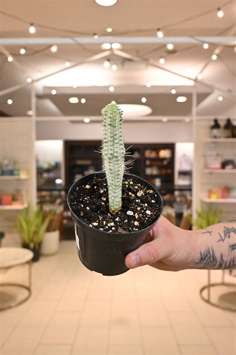 Variegated Corn Cob Lost In The Forrest