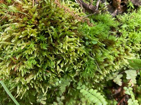 Into The Damp Shady World Of The Bryophytes Research Blog