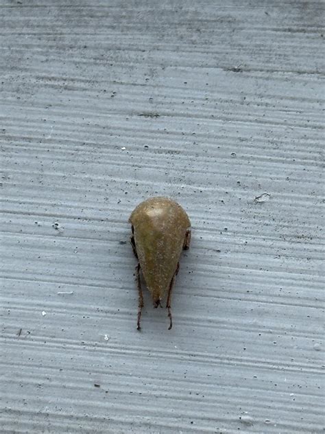 Hebetica Sylviae In January 2024 By Mabrybiggs · Inaturalist