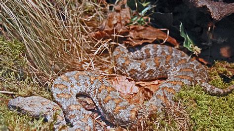 Mordu par un serpent il manque de perdre son pénis AlloDocteurs