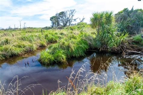 Two Views Of The Stream Confluence Area Where Two Spawning Sites Were