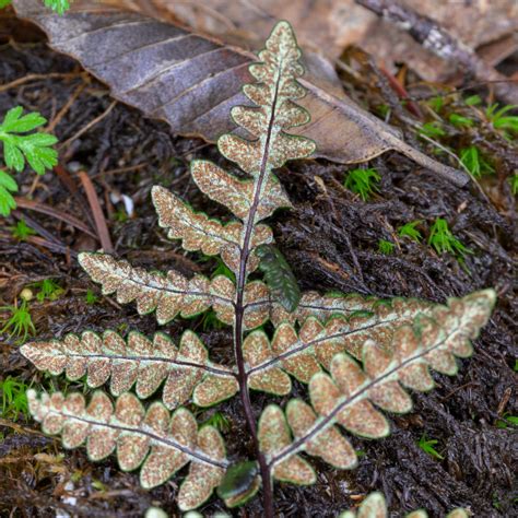 Pentagramma Triangularis Calflora
