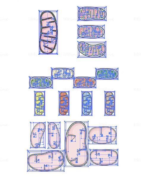 Mitochondria Vector
