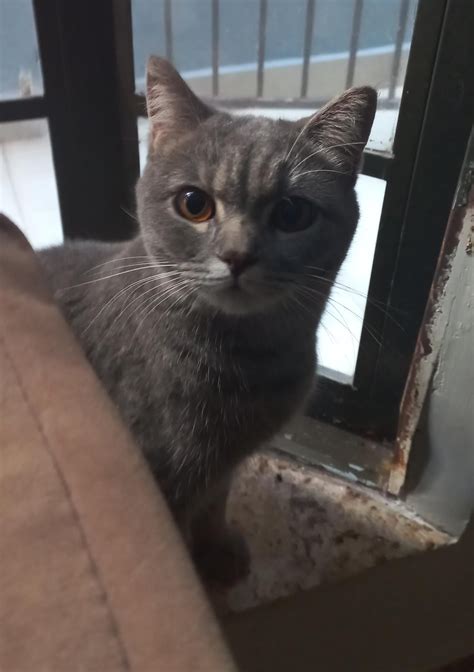 Minha Gatinha Selene ♡ R Gatos