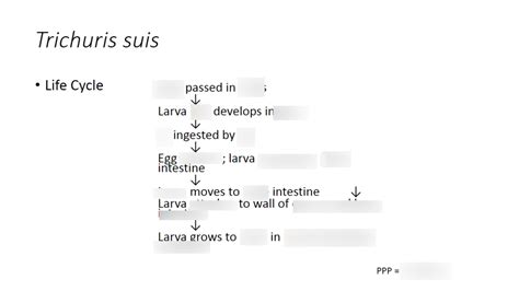 Diagram Of Trichuris Suis Life Cycle Quizlet