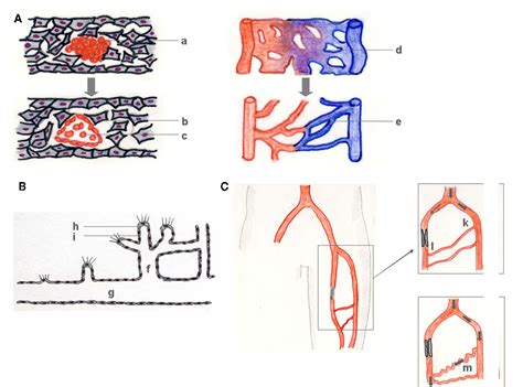 Figure 1 From Molecular Neuroscience Review Article Vascular Growth In Health And Disease
