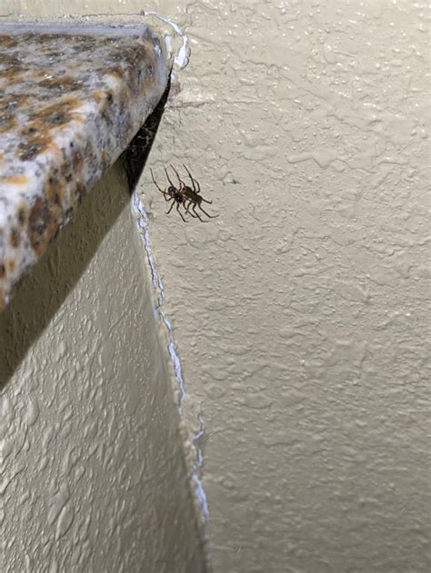 Dangerous R Whatsthisbug