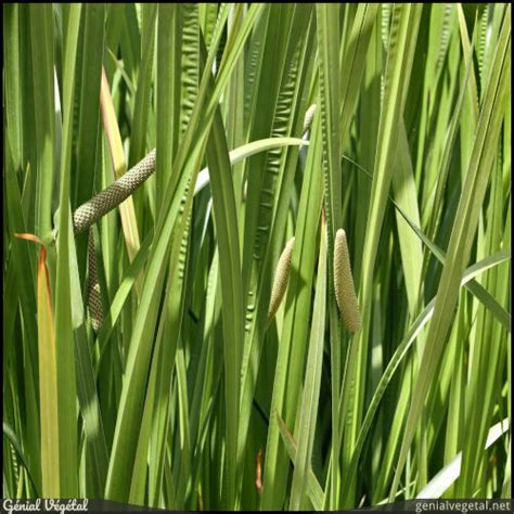 Acorus Calamus Acore Génial Végétal