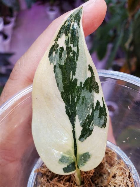 Beautiful White And Green Marbled Leaf Of Scindapsus Mayari Variegated