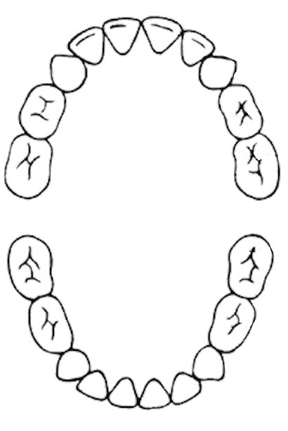 Deciduous Eruption Dates Diagram Quizlet