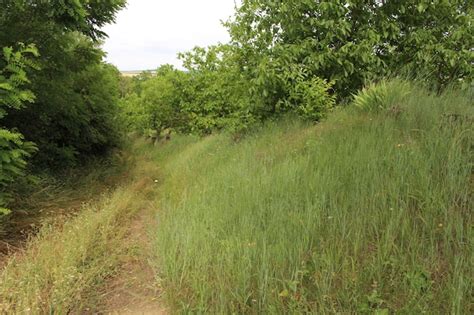 Premium Photo A Path Through A Grassy Area
