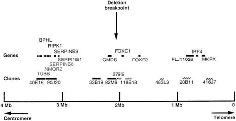 Mapping Of The 6p Deletion The Picture Summarises The Fish Analysis