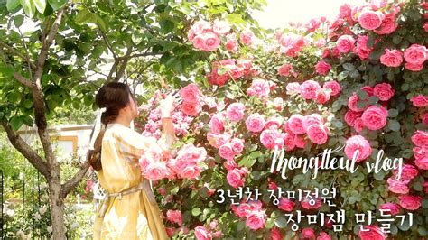 Vlog 나의 3년차 장미정원 🌸 장미잼 만들기🫕 정원투어 주택정원디자인 Youtube