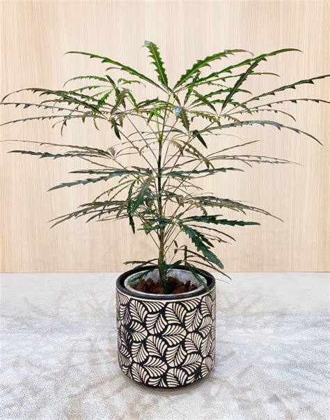 アラレア 観葉植物 グリーンテラス札幌市中央区の観葉植物と栗山家具のお店