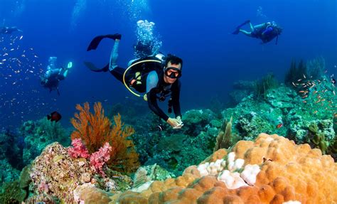 Diving Grand Cayman Island At Therese Arnold Blog