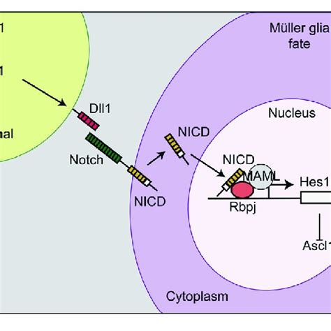 Notch Signaling And Lateral Inhibition Notch Signaling Sustains Rpc