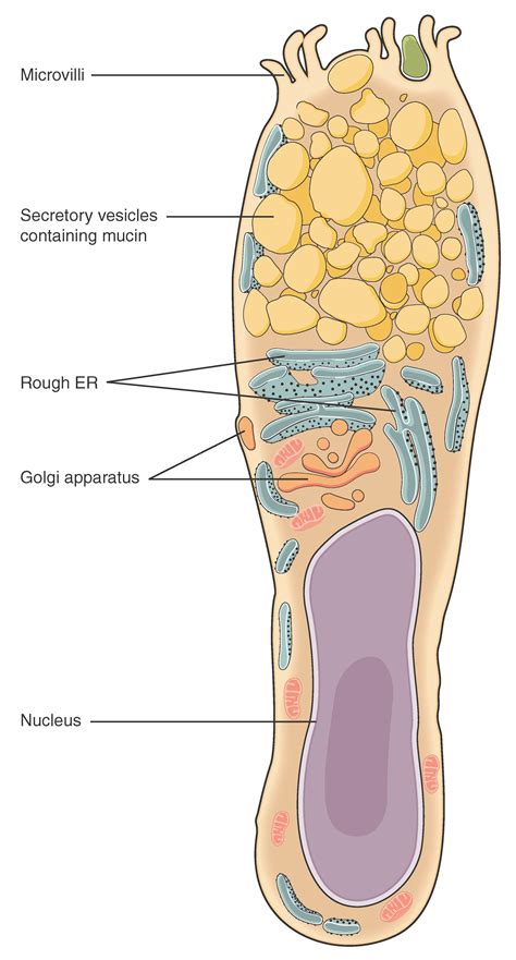 4 2 Epithelial Tissue Anatomy And Physiology OpenStax In 2021