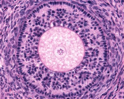 Ovarian Secondary Follicle Light Micrograph Stock Image C045 6657 Science Photo Library