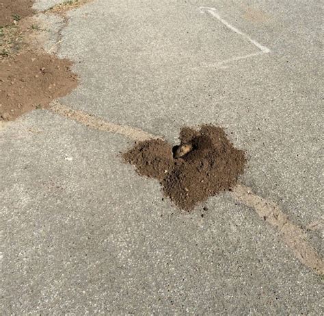 gopher control and gopher removal service