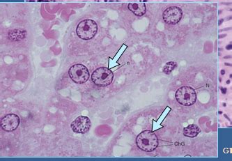 Nucleus Flashcards Quizlet