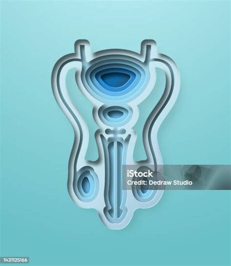 사실적인 3d 종이 컷 인간 전립선 일러스트 레이 션 0명에 대한 스톡 벡터 아트 및 기타 이미지 0명 건강관리와 의술 공예 Istock