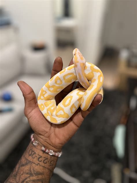 Ball Pythons Identification Ball Pythons MorphMarket Reptile Community