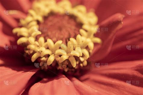 百日草一种橙色的非洲菊