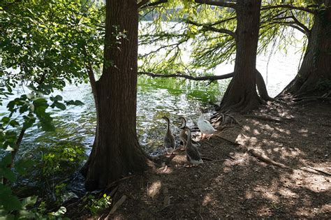 Trees River Nature Free Photo On Pixabay Pixabay