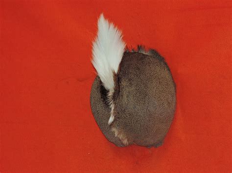 Deer Butt Rump Taxidermy Whitetail Deer Butt Hunting Cabin Etsy