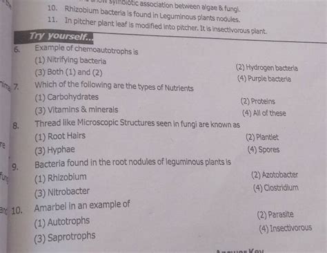 Bacteria Found In The Root Nodules Of Leguminous Plants Is Filo