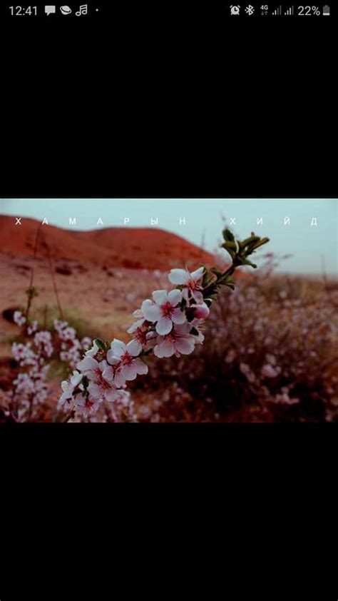 Дэлхийн энергийн төв 🌍 хэмээн нэрлэгддэг ариун тагшин газар болох 🌞 Хамрын хийдэд сакура цэцэг